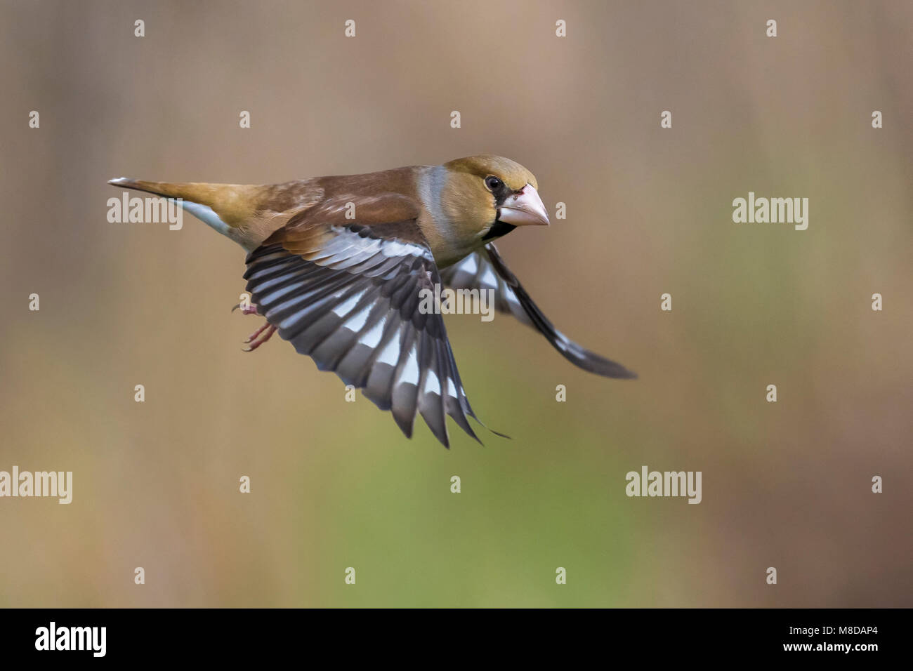 Vliegende Appelvink; Hawfinch in flight Stock Photo - Alamy