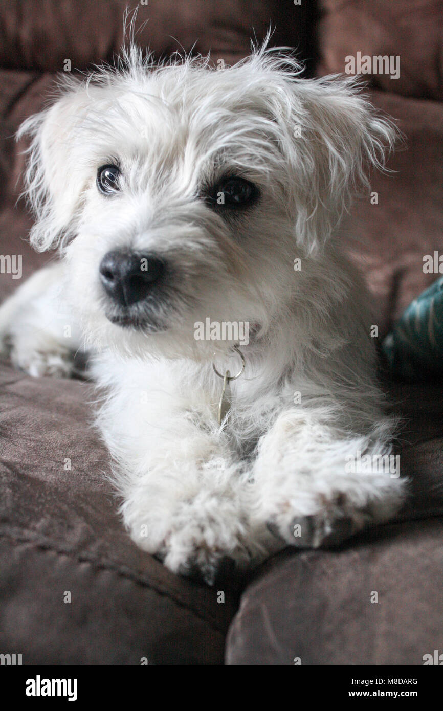 Bichon Frise x West Highland White Terrier (Weechon) puppy dog portrait ...