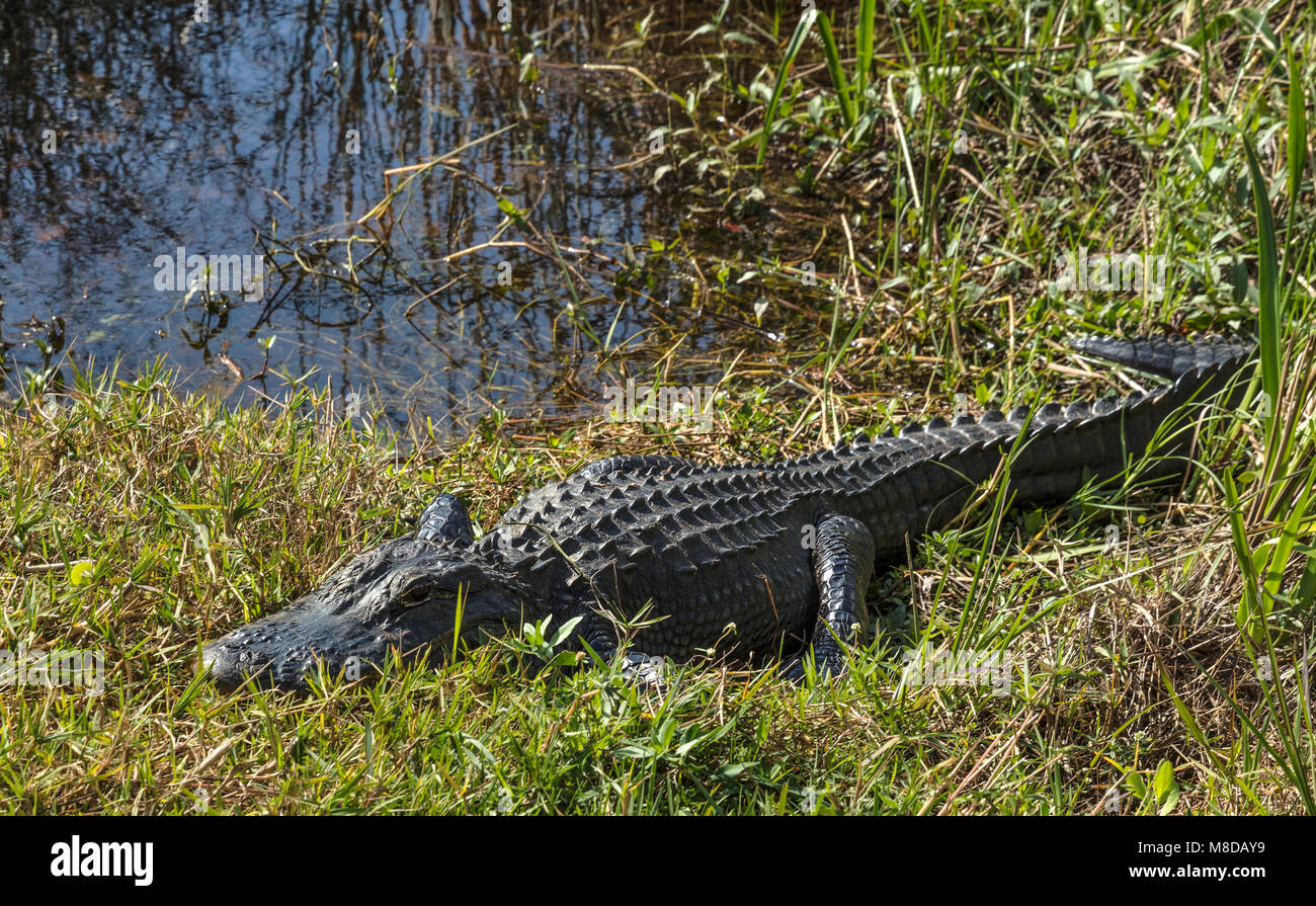 Aligator basking at sun along Shark Valley trail, Everglades National ...
