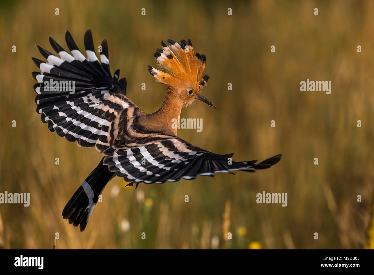 Hop in vlucht; Eurasian Hoopoe in flight Stock Photo - Alamy