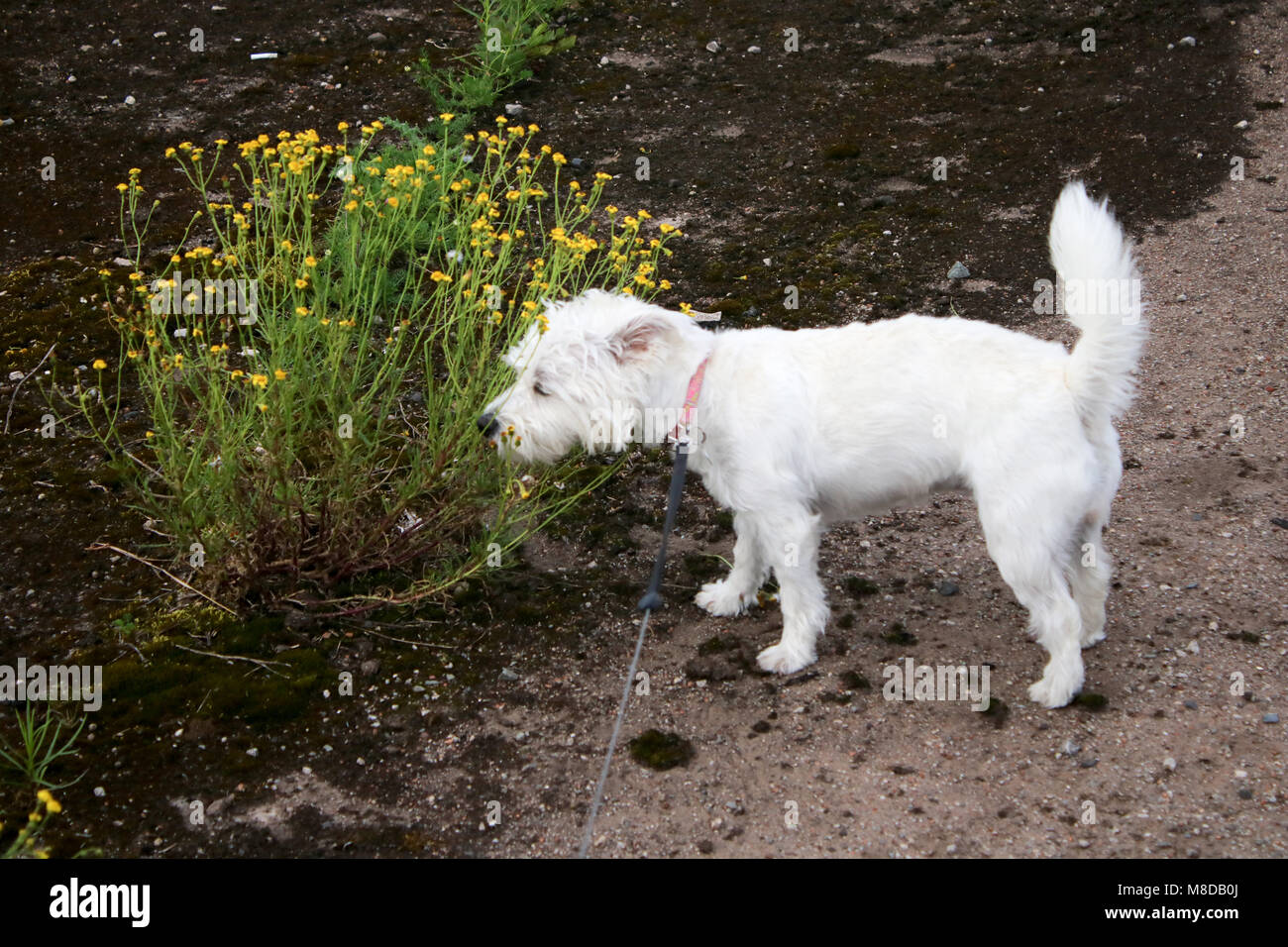 Bichon Frise x West Highland White Terrier (Weechon) puppy dog portrait ...