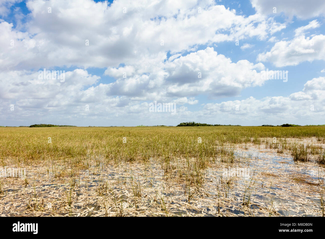 Water marsh in Shark Valley during the dry season, Everglades National ...