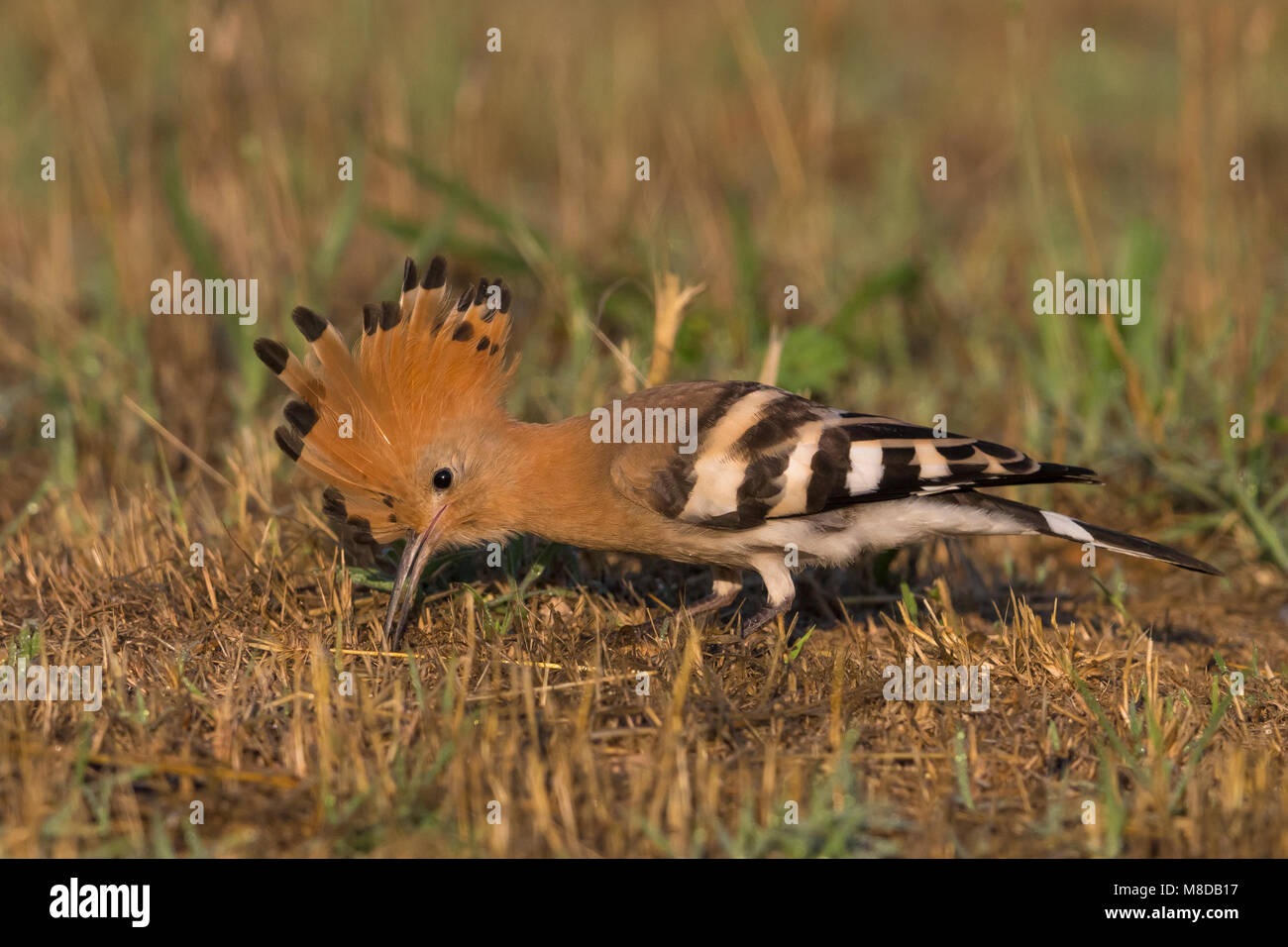 Hop foeragerend; Eurasian Hoopoe foraging Stock Photo - Alamy