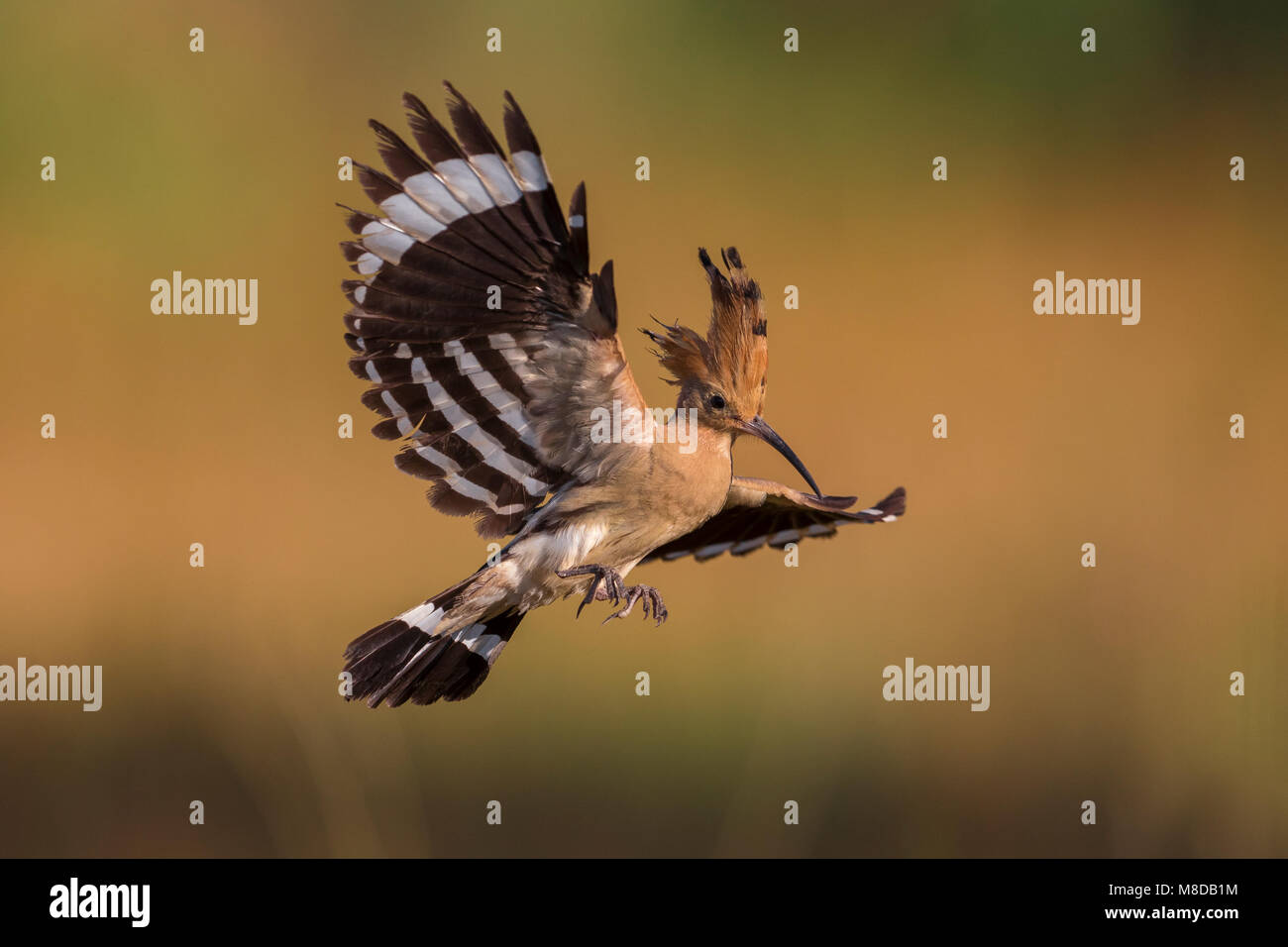 Hop in vlucht; Eurasian Hoopoe in flight Stock Photo - Alamy
