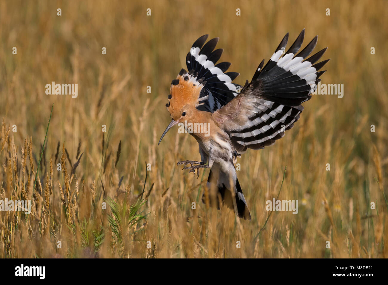 Hop in vlucht; Eurasian Hoopoe in flight Stock Photo - Alamy