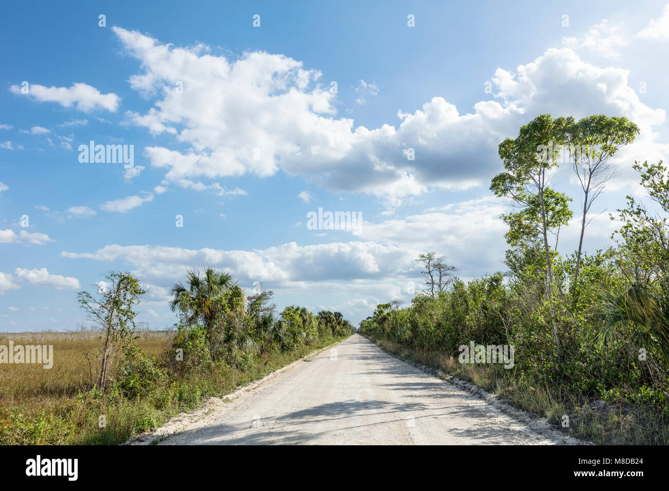 A view of the scenic Loop Road in Big Cypress National Preserve Stock ...