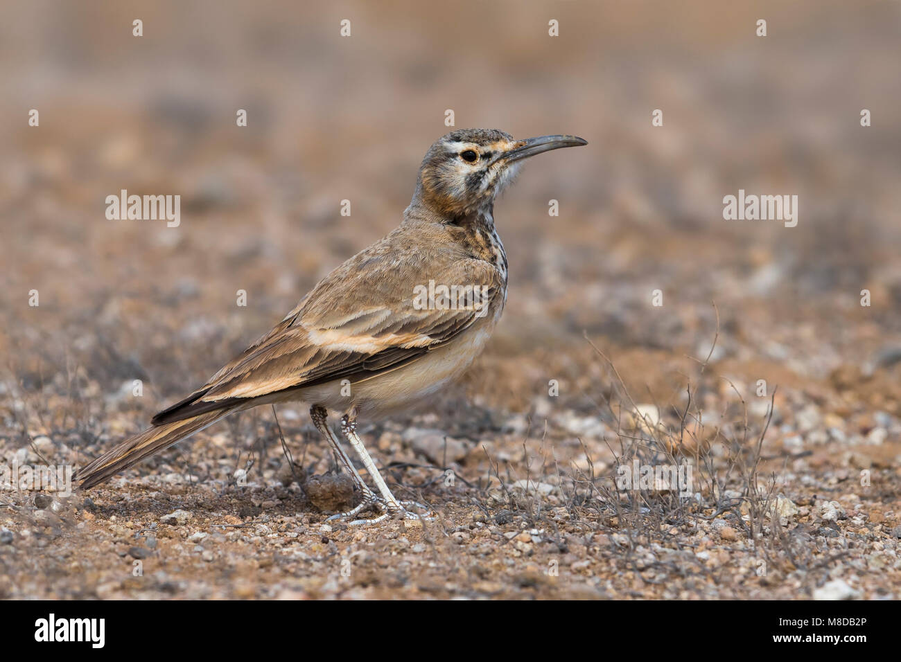 Greater hoopoe lark hi-res stock photography and images - Alamy