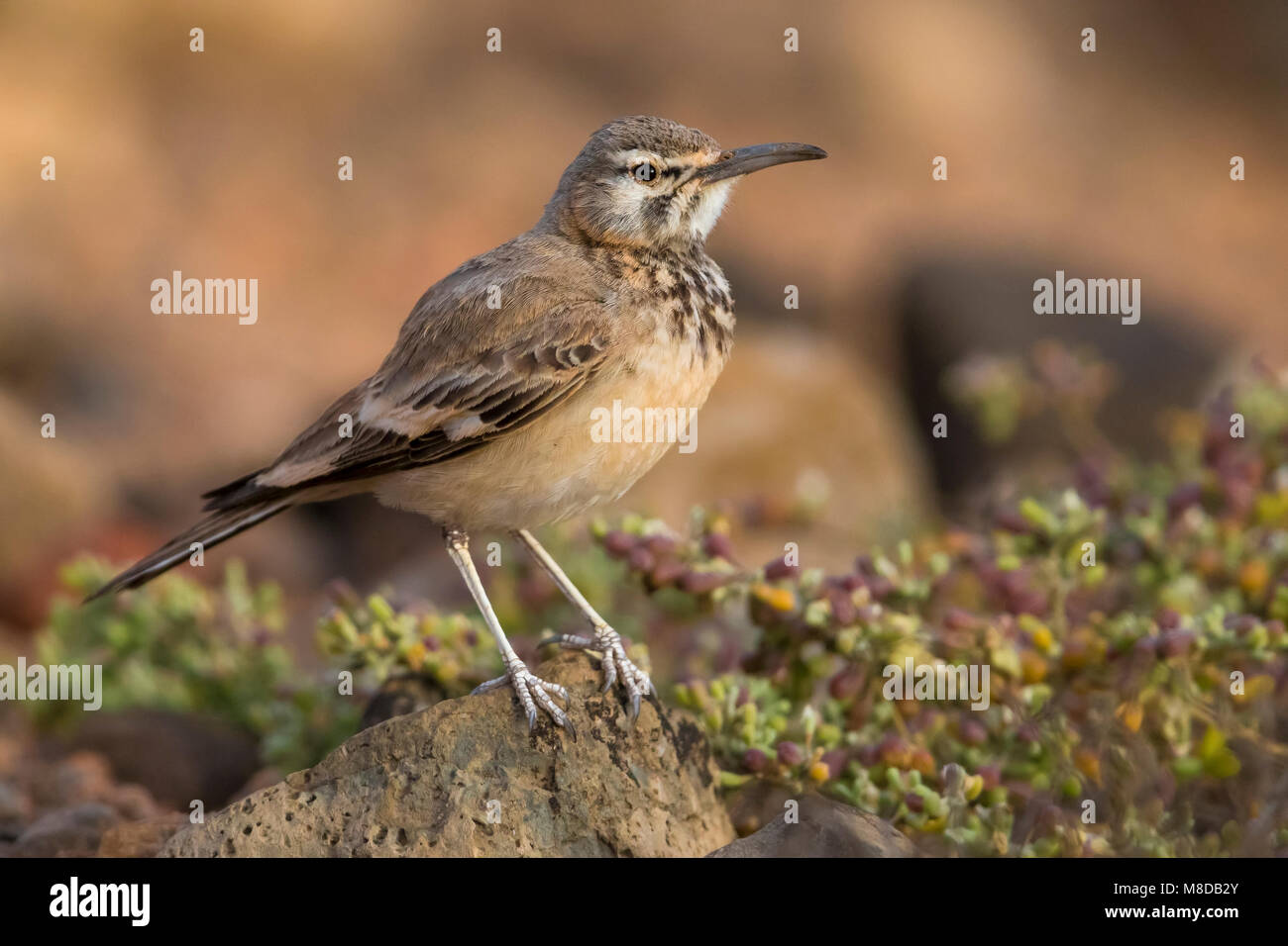 Greater hoopoe lark hi-res stock photography and images - Alamy