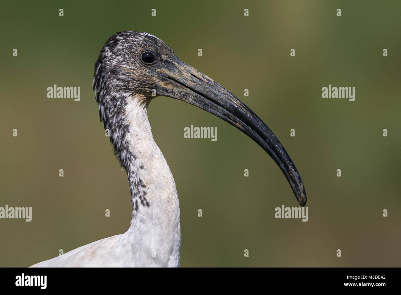 Heilige Ibis; Sacred Ibis Stock Photo - Alamy