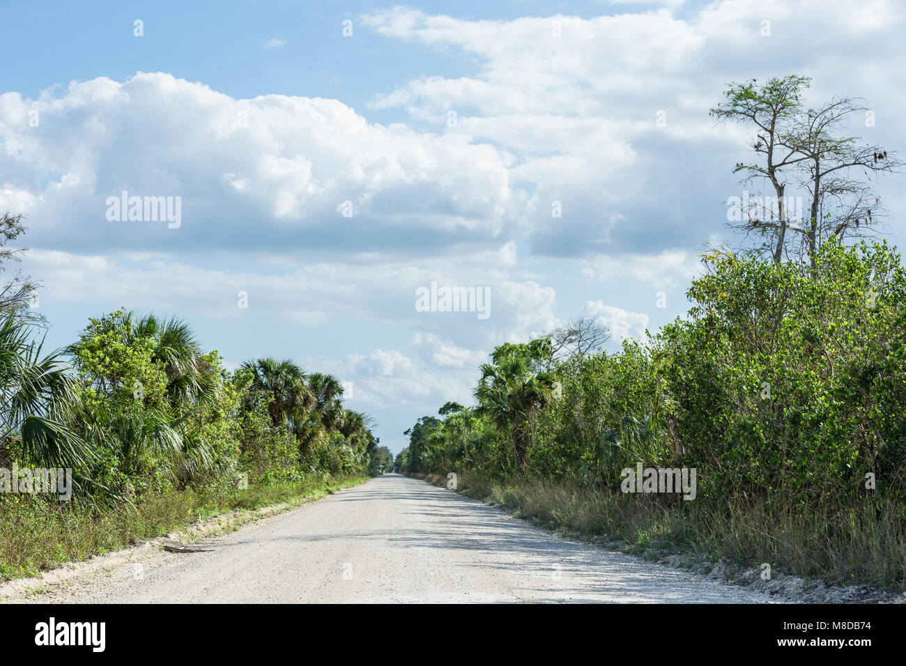A view of the scenic Loop Road in Big Cypress National Preserve Stock ...