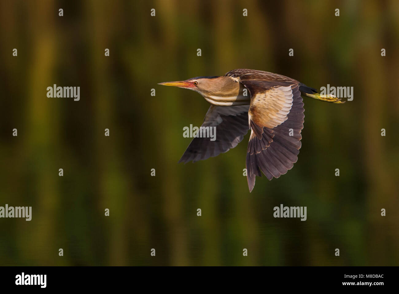 Bittern in flight hi-res stock photography and images - Alamy