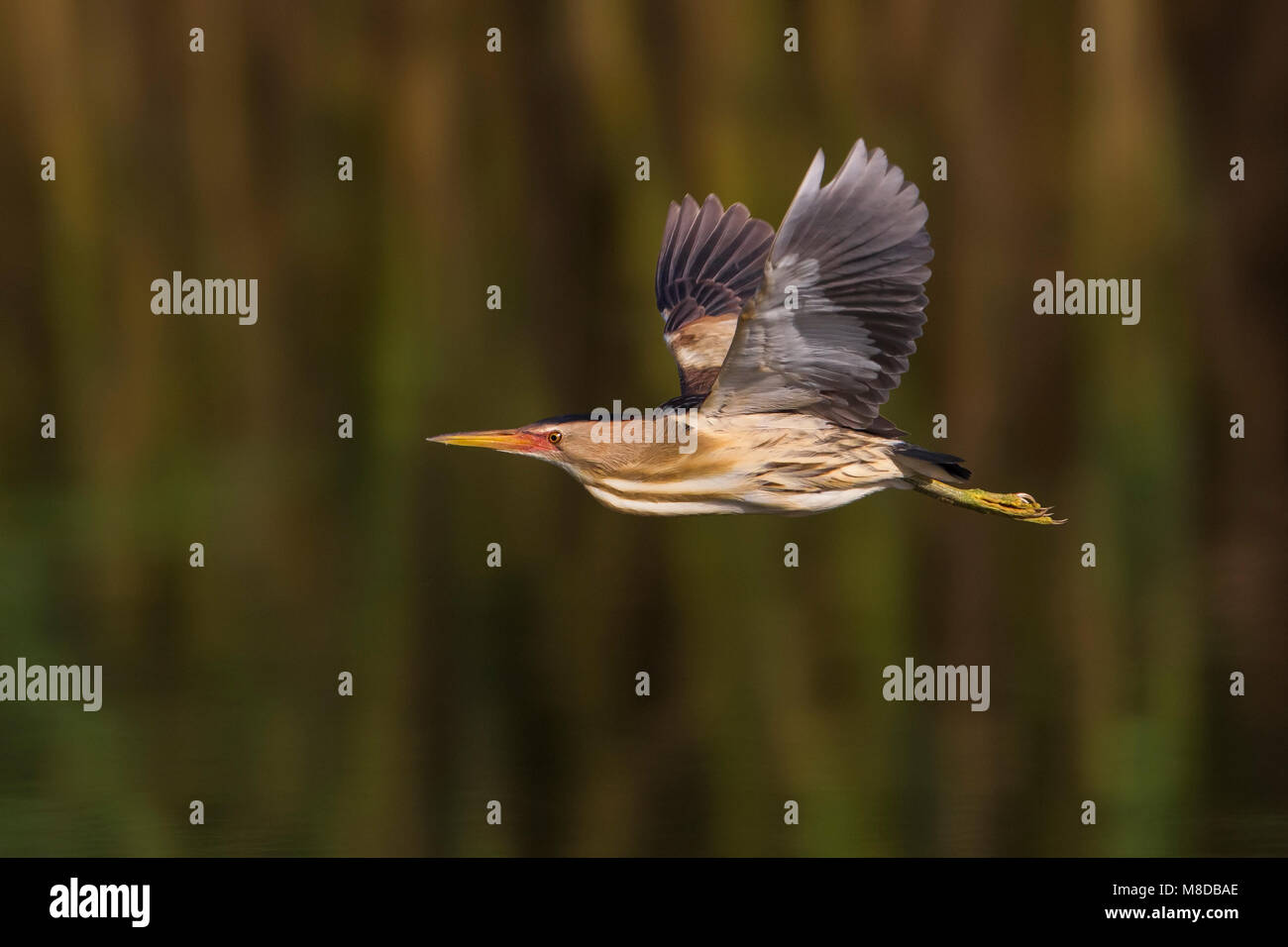 Bittern in flight hi-res stock photography and images - Alamy