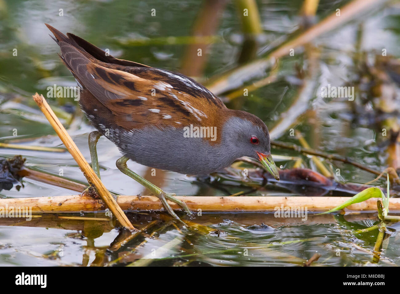 Klein waterhoen hi-res stock photography and images - Alamy