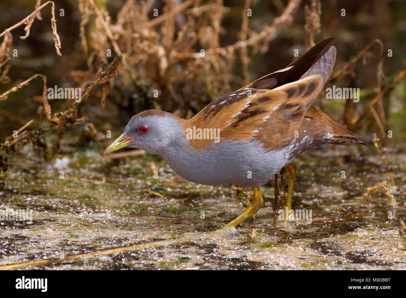 Klein Waterhoen; Little Crake; Porzana parva Stock Photo - Alamy