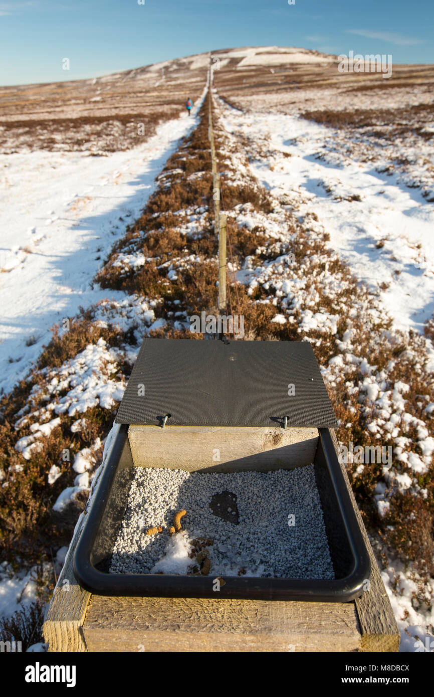 A grit tray for Red Grouse to aid the digestion of their food, on Cold ...