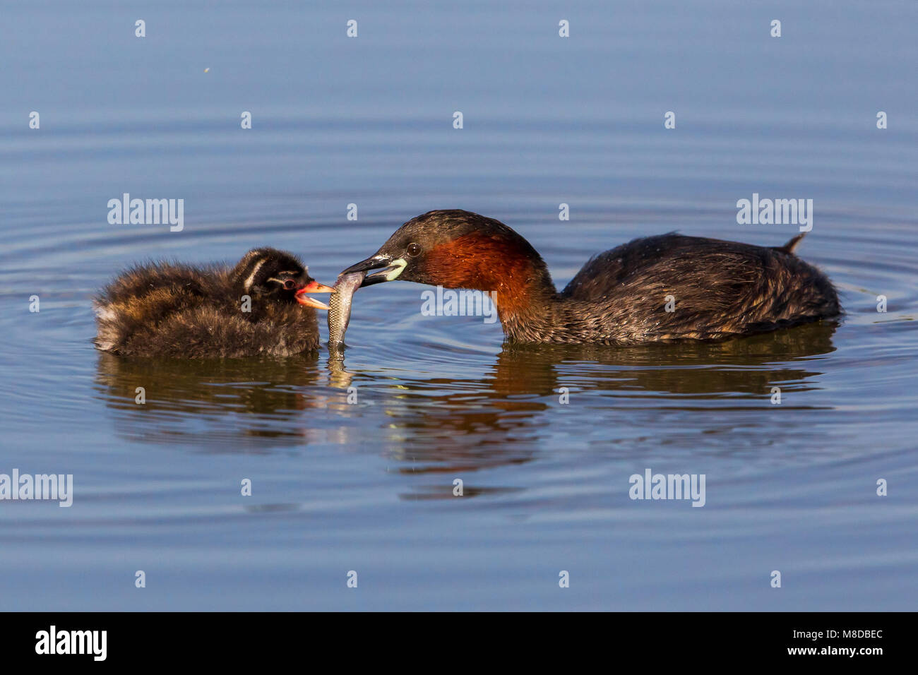 Young little grebe hi-res stock photography and images - Alamy