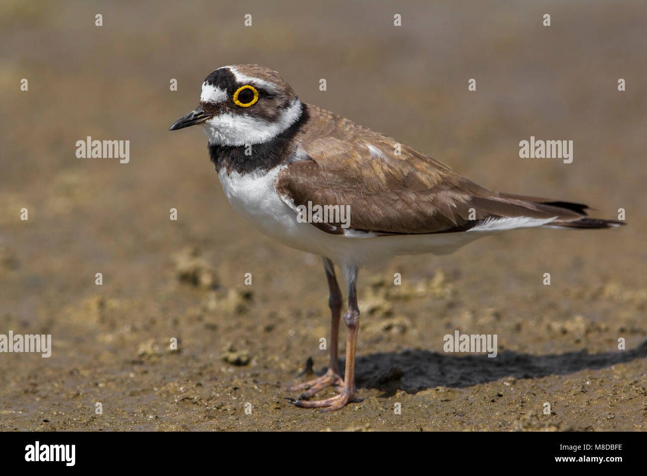 Kleine Plevier; Little Ringed Plover Stock Photo - Alamy