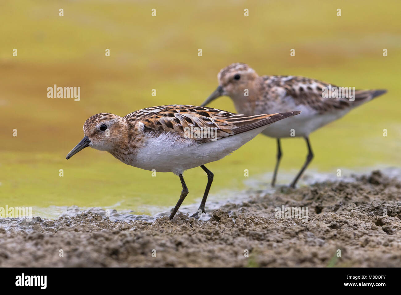 Adulte Kleine Strandloper; Little Stint adult Stock Photo - Alamy