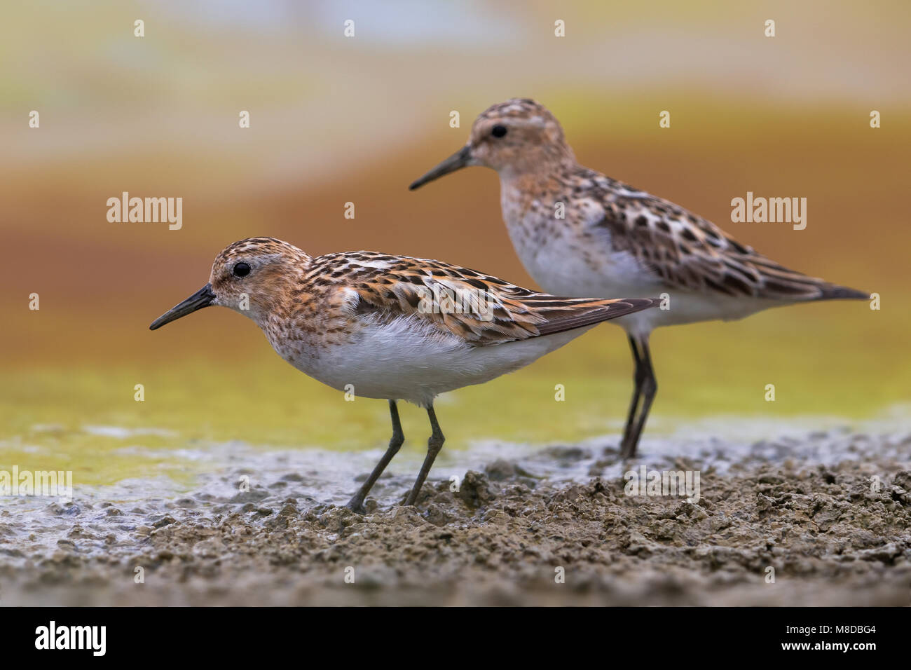 Adulte Kleine Strandloper; Little Stint adult Stock Photo - Alamy