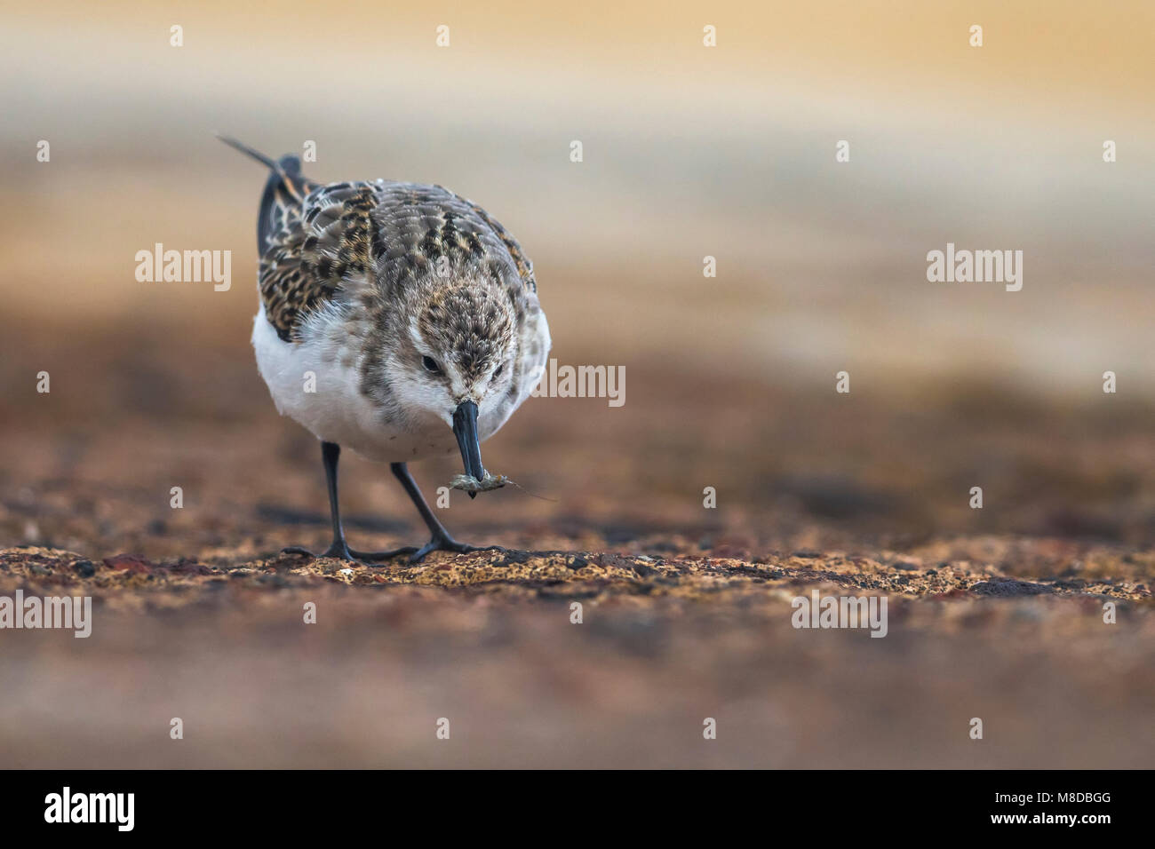 Kleine Strandloper in winterkleed; Little Stint in winterplumage Stock ...