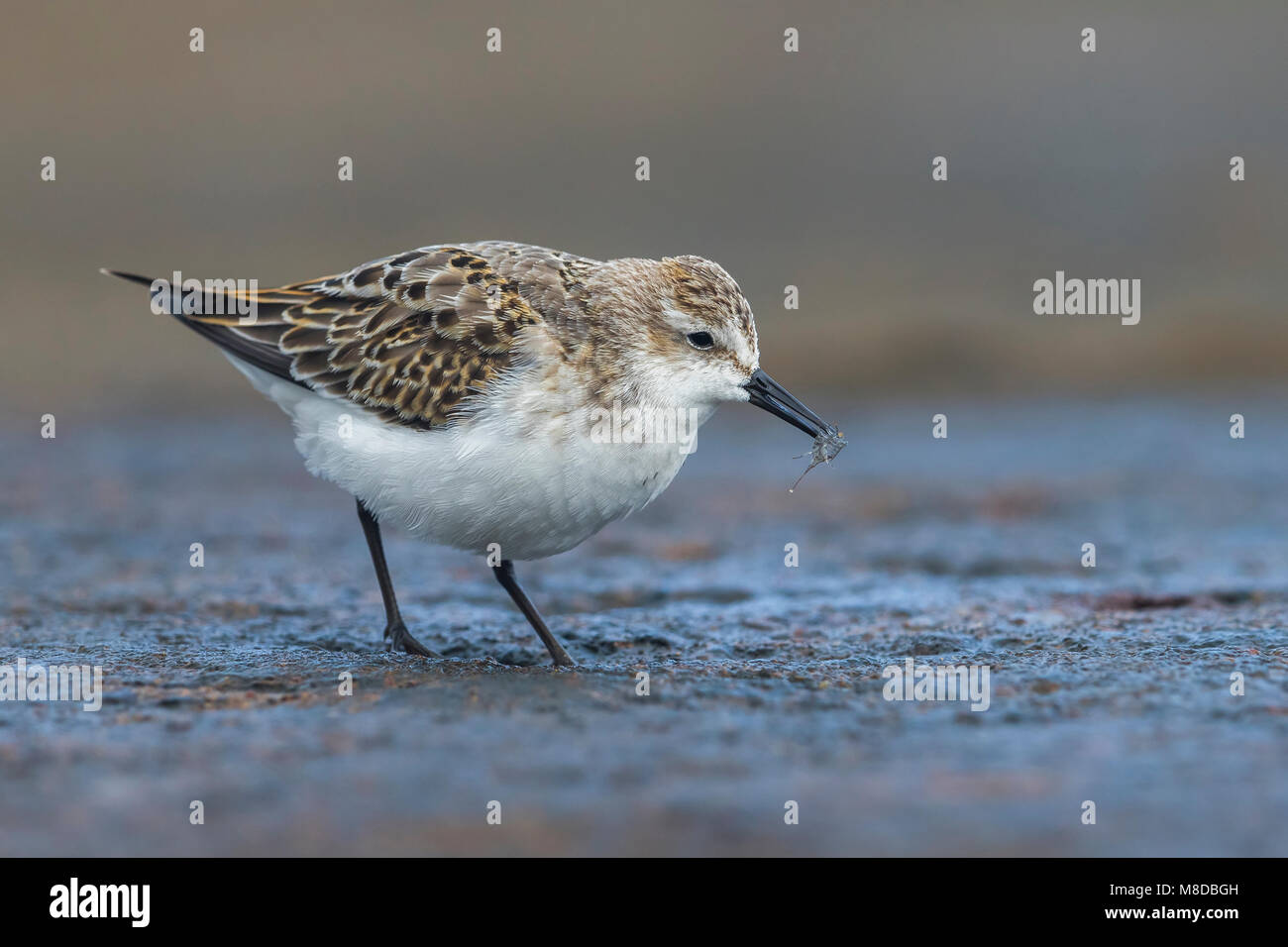 Kleine Strandloper in winterkleed; Little Stint in winterplumage Stock ...