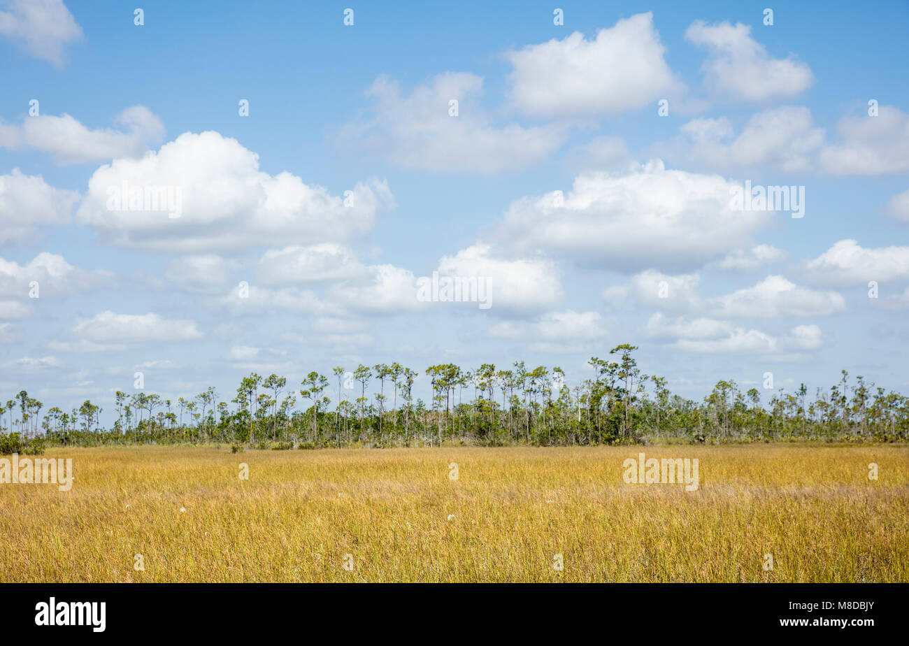 Sawgrass marsh and Big Cypress forest line during dry season in ...