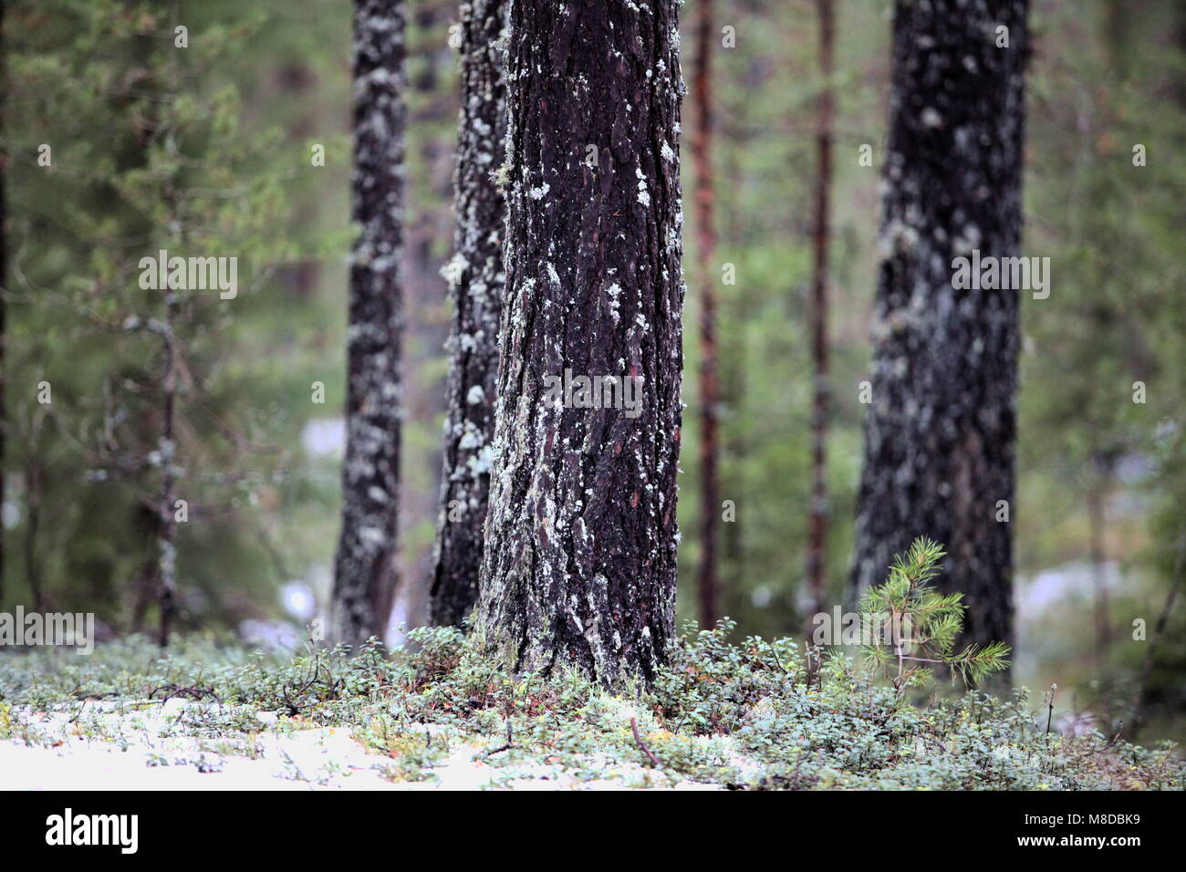 Mysterious scenics winter hi-res stock photography and images - Alamy