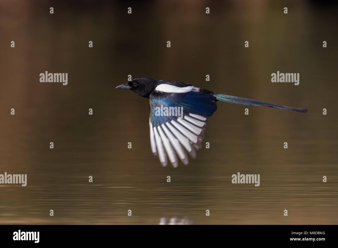 Ekster in vlucht; Common Magpie in flight Stock Photo - Alamy