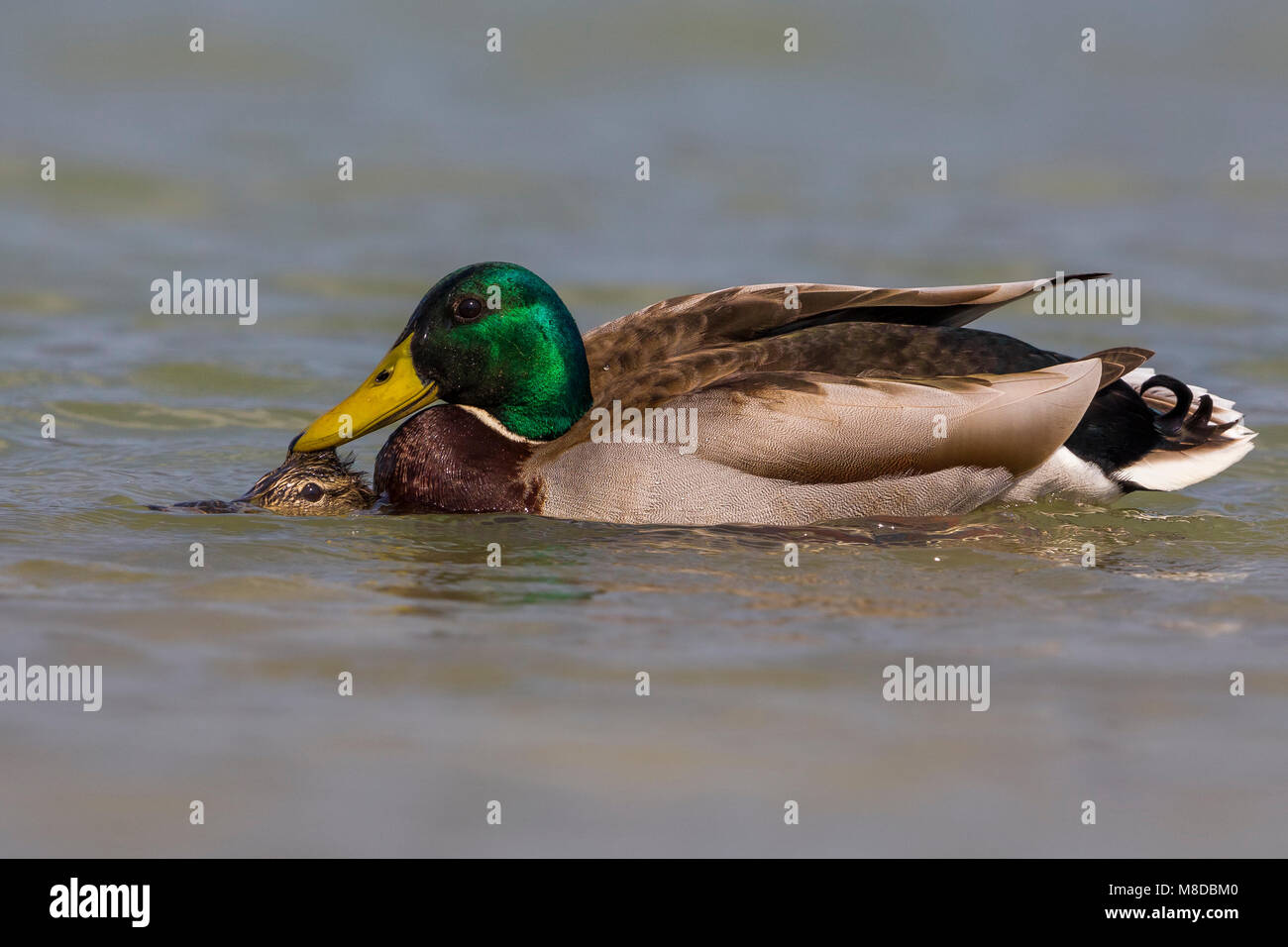Wilde Eenden parend, Mallards mating Stock Photo - Alamy