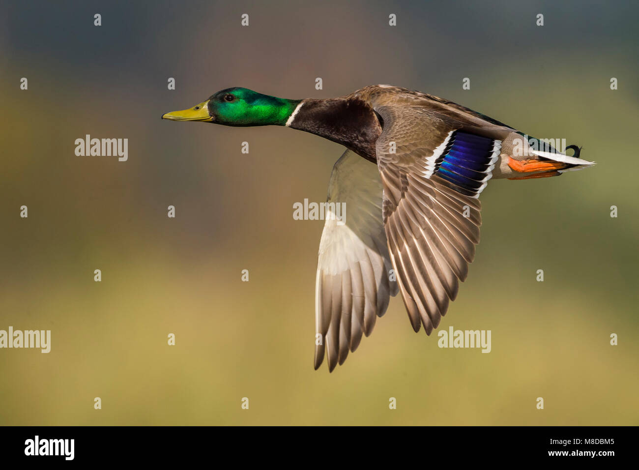 Wilde Eend, Mallard, Anas platyrhynchos Stock Photo - Alamy