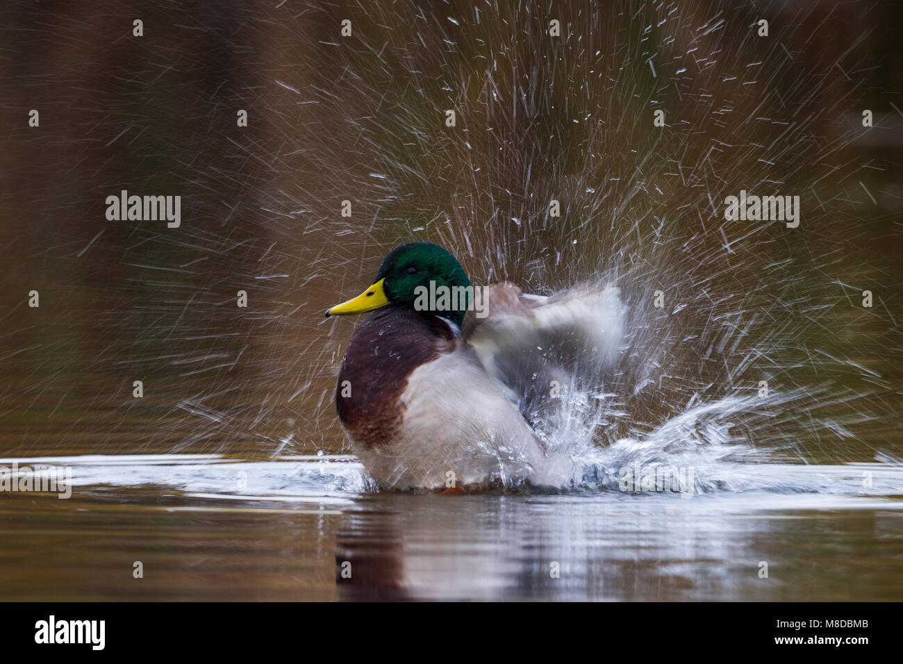 Mannetje Wilde Eend; Mallard male Stock Photo - Alamy