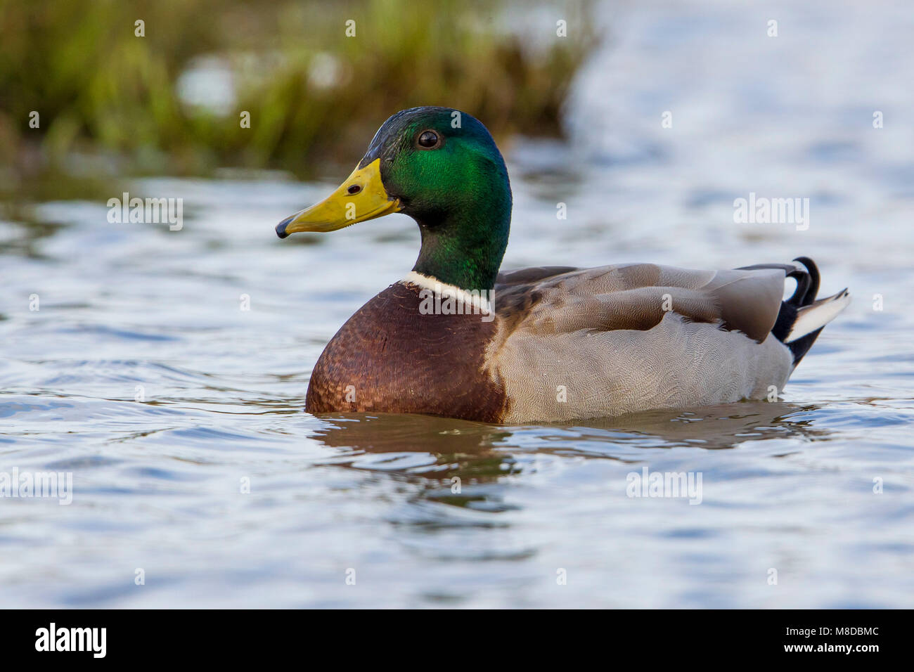 Wilde Eend, Mallard Stock Photo - Alamy