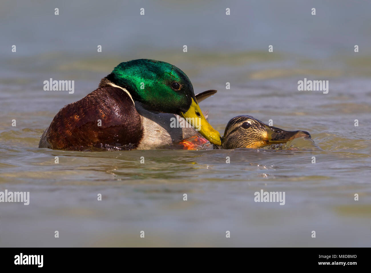 Wilde Eenden parend, Mallards mating Stock Photo - Alamy