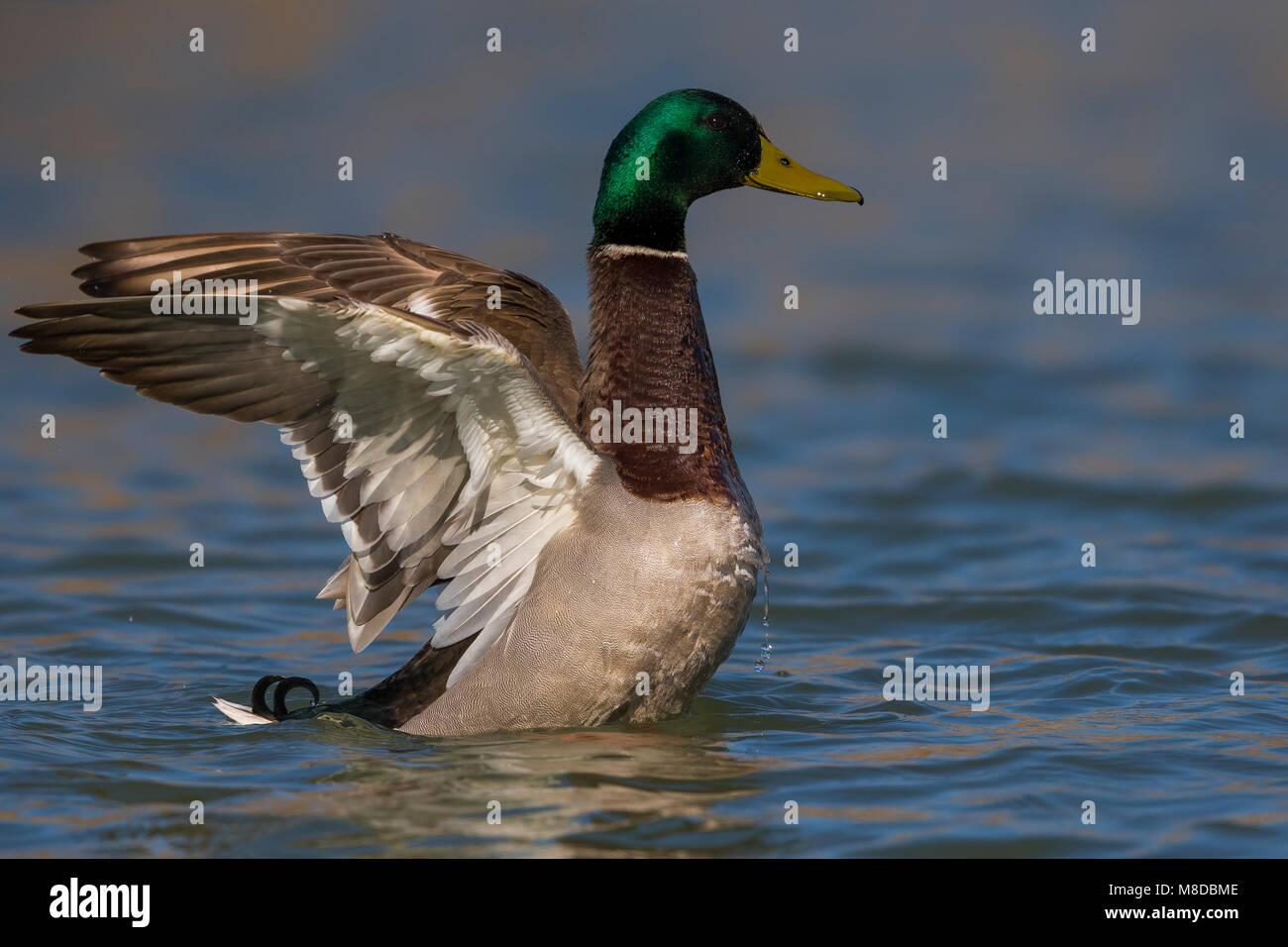Mannetje Wilde Eend, Mallard male Stock Photo - Alamy