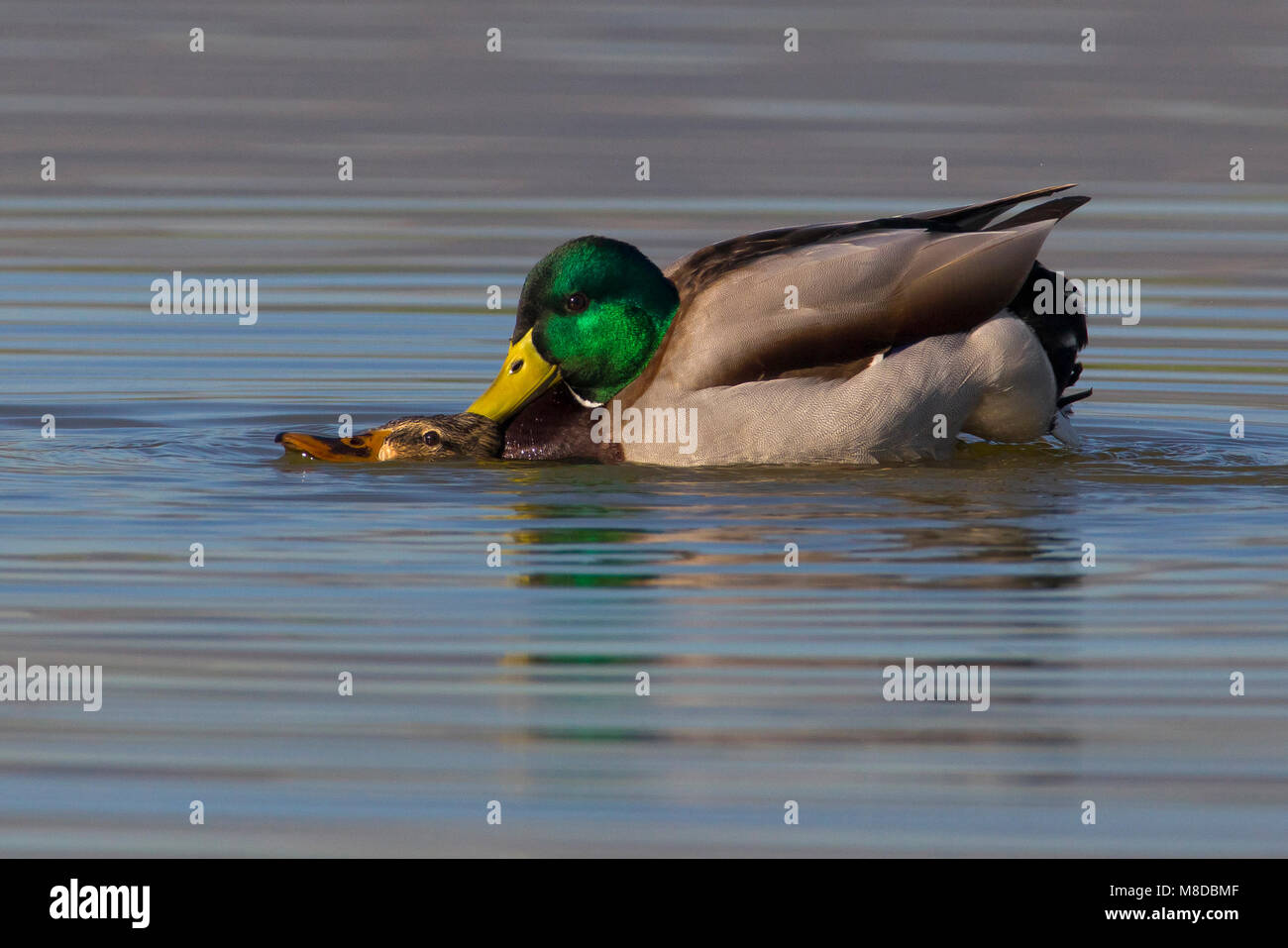 Wilde Eend, Mallard Stock Photo - Alamy
