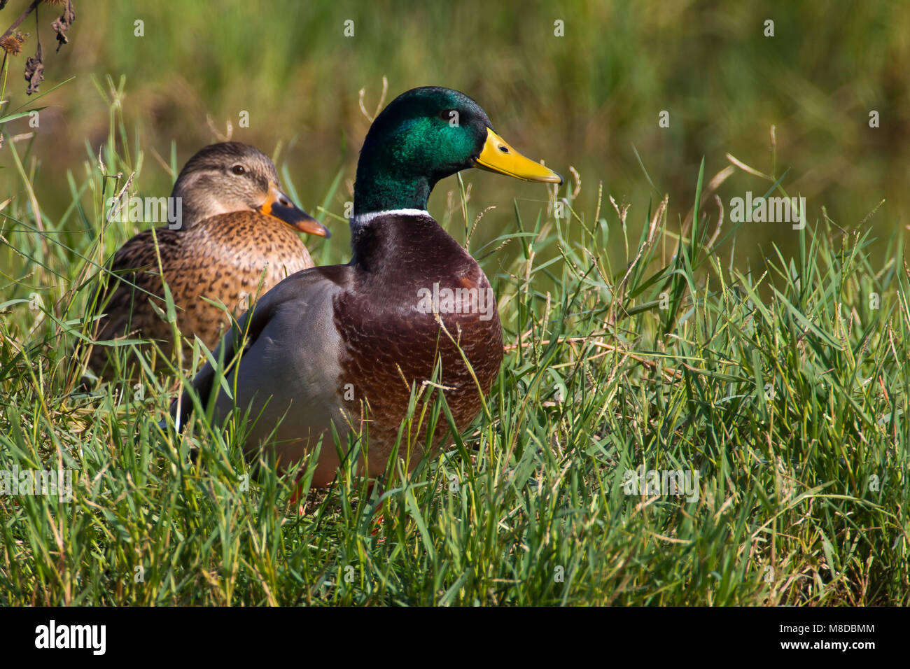 Wilde Eend, Mallard Stock Photo - Alamy