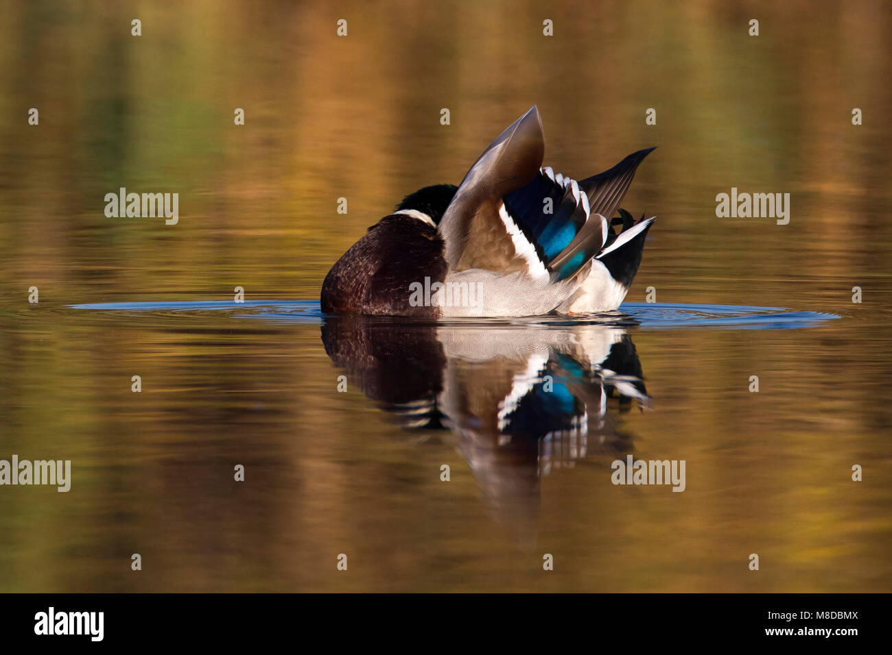 Mallard behavior hi-res stock photography and images - Alamy