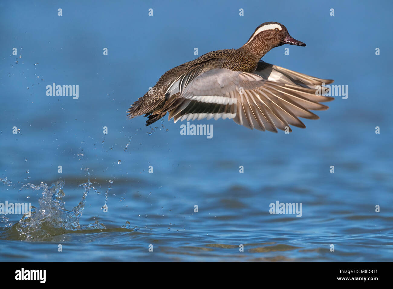 Garganey duck flying hi-res stock photography and images - Alamy