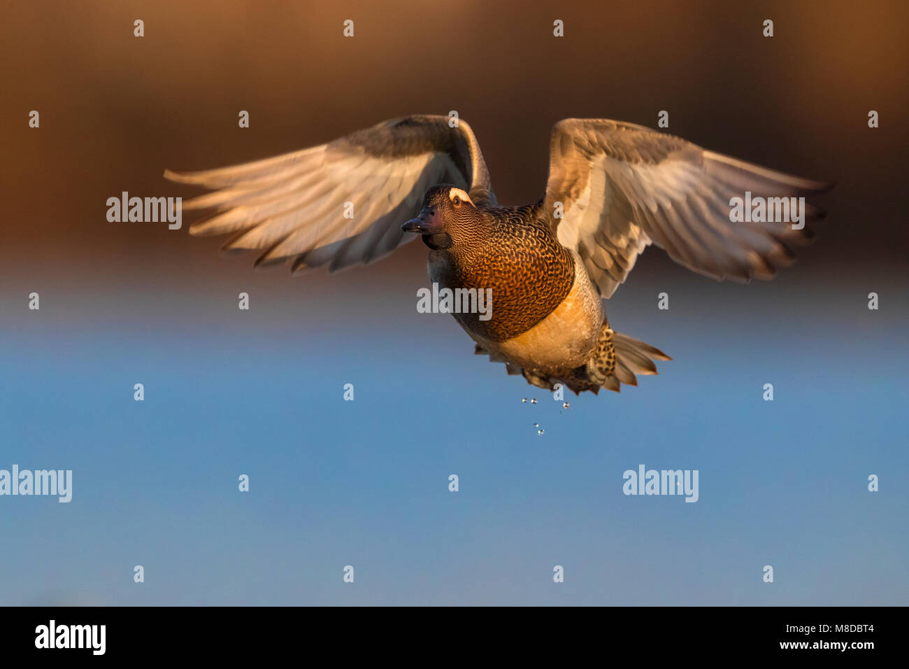 Garganey duck flying hi-res stock photography and images - Alamy