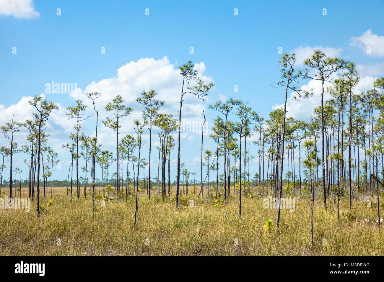 Big Cypress trees in Everglades National Park, during the dry season ...