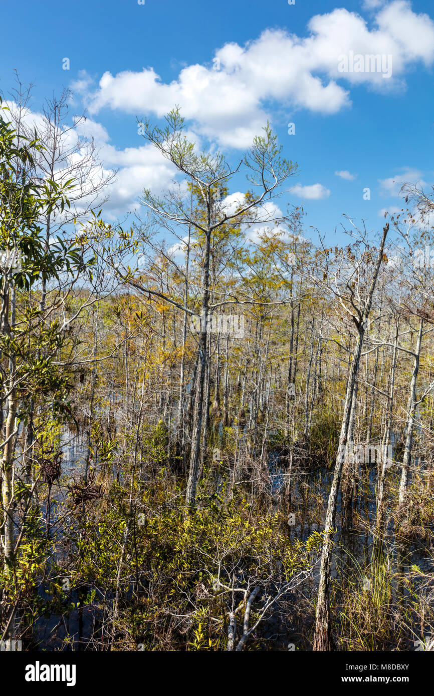 Big Cypress trees in a water marsh in Everglades National Park during ...