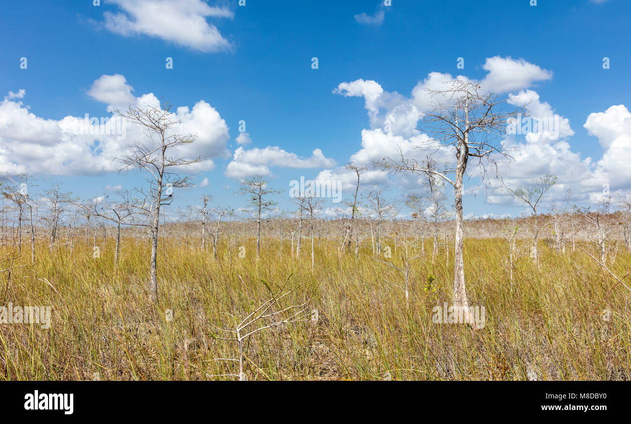 Dwarf Cypress trees in a sawgrass marsh in Everglades National Park ...