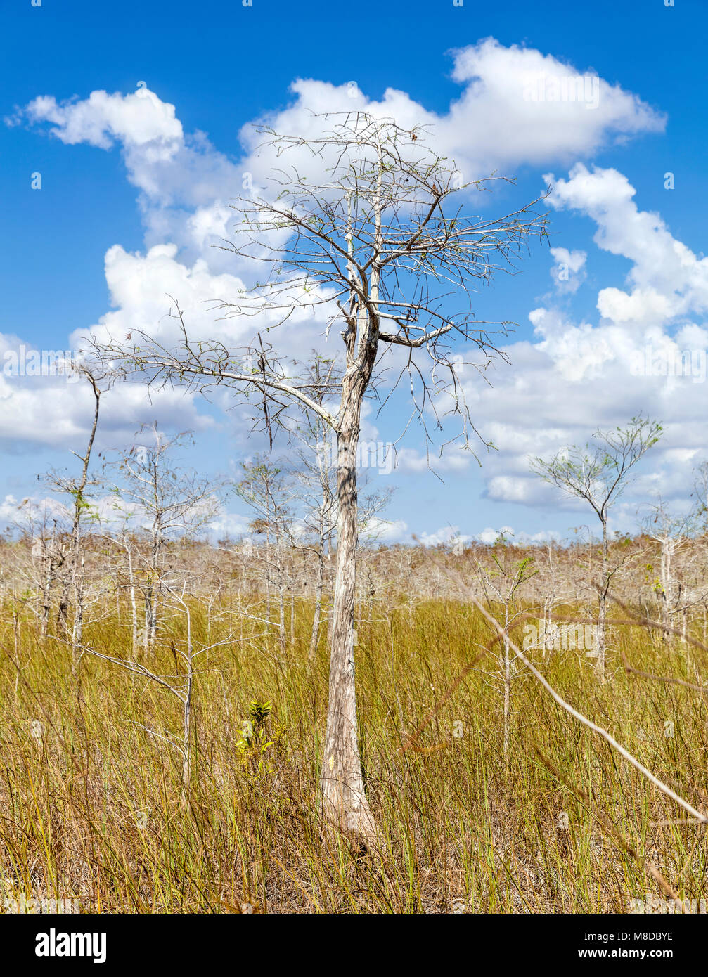 Dwarf Cypress trees in a sawgrass marsh in Everglades National Park ...