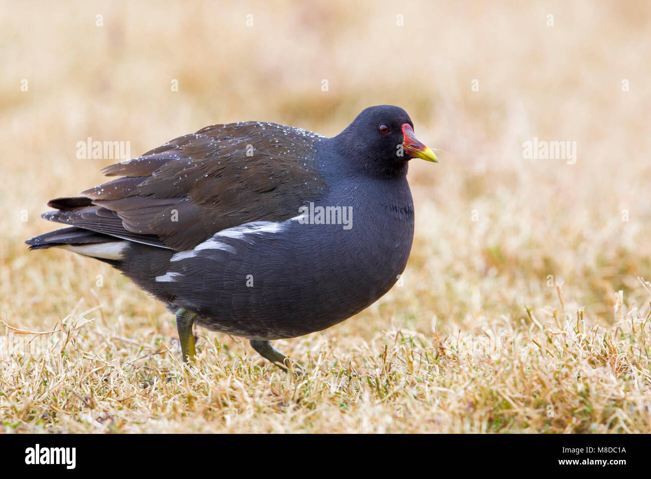 Waterhoen, Common Moorhen Stock Photo - Alamy