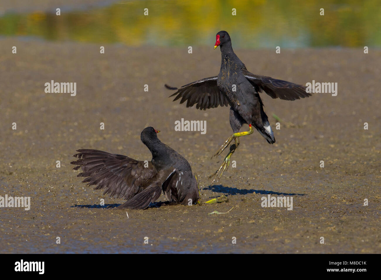 Waterhoen, Common Moorhen Stock Photo - Alamy