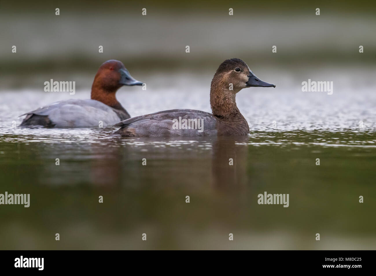 Vrouwtje Tafeleend; Female Common Pochard Stock Photo - Alamy