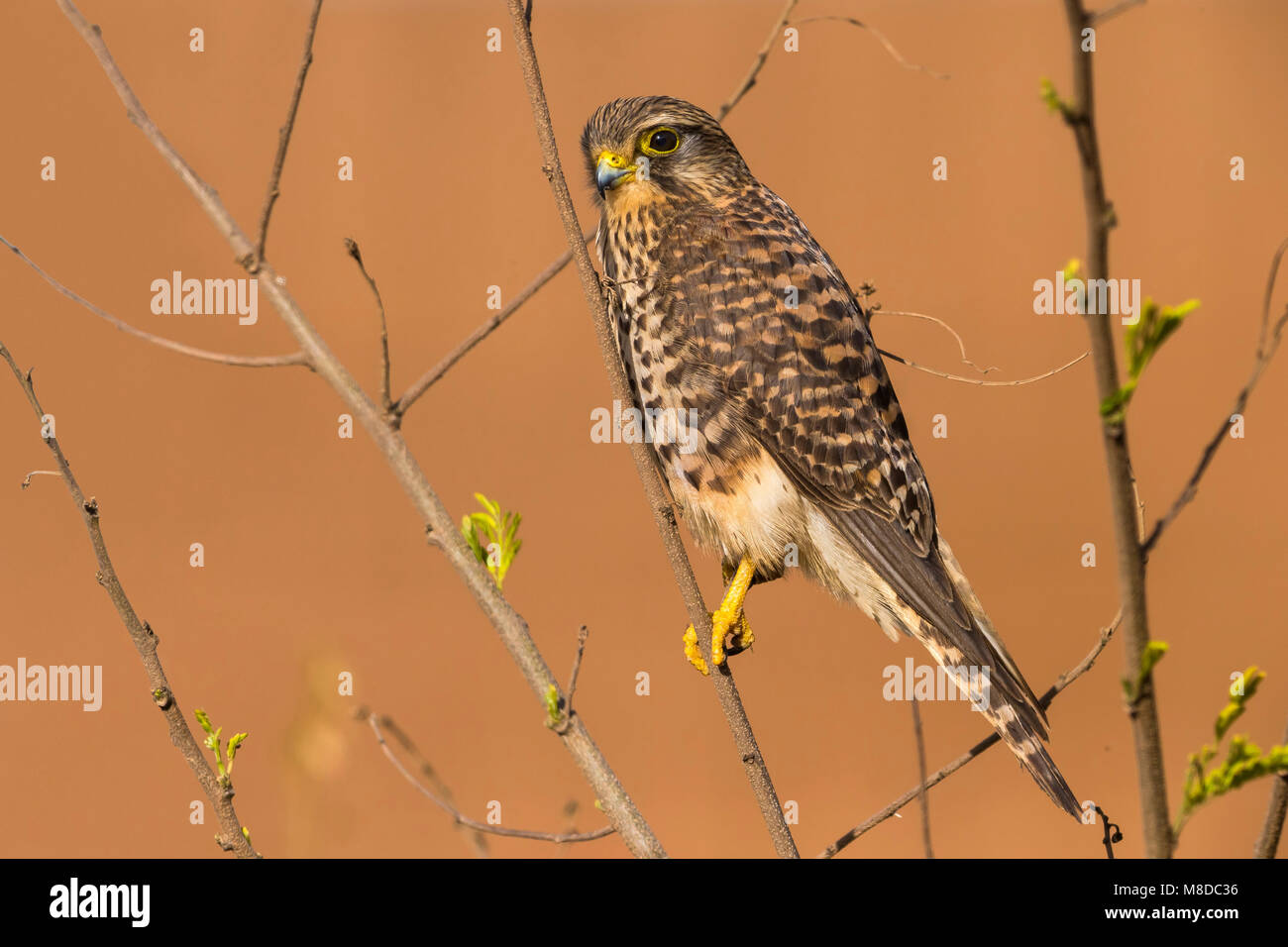 Lesser Cape Verde Kestrel; Neglected Kestrel Stock Photo - Alamy