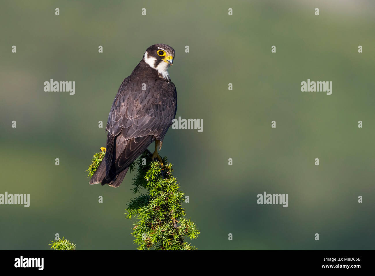 Boomvalk hi-res stock photography and images - Alamy