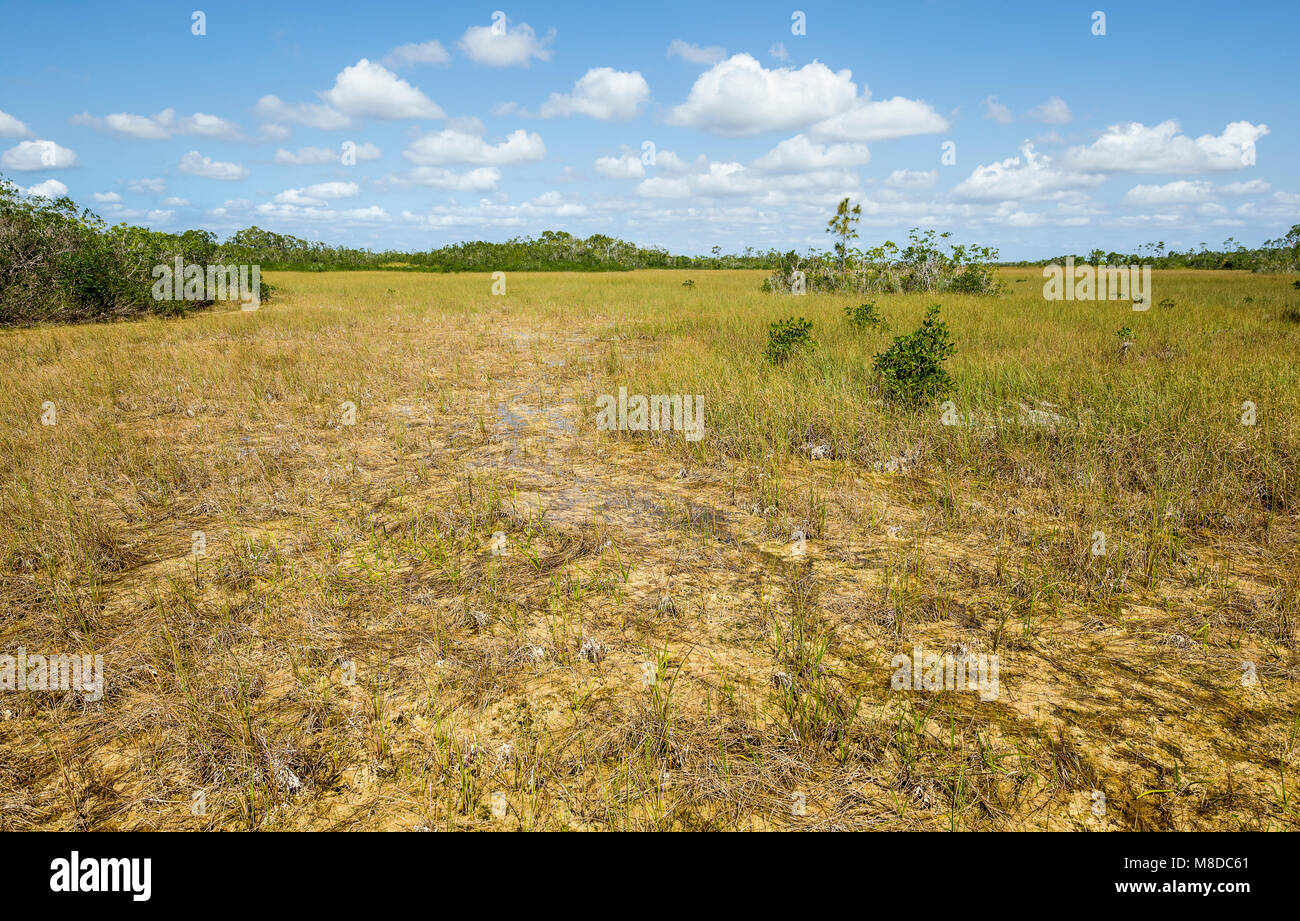 Saw-grass marsh during dry season in Everglades National Park Stock ...