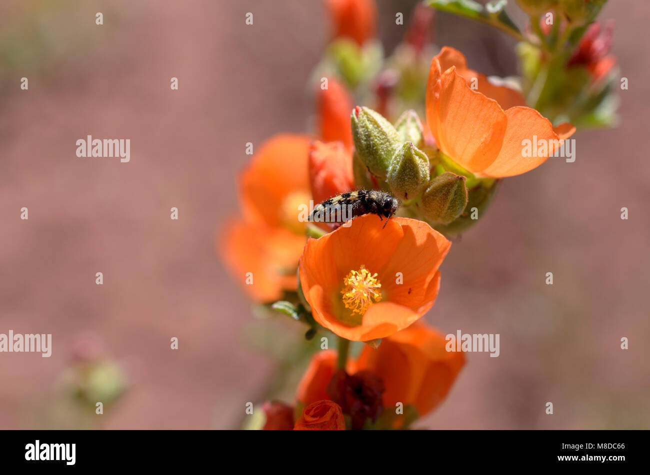 Small orange flowers hi-res stock photography and images - Alamy